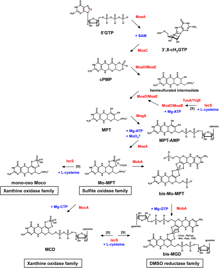 The biosynthesis of the molybdenum cofactors | SpringerLink