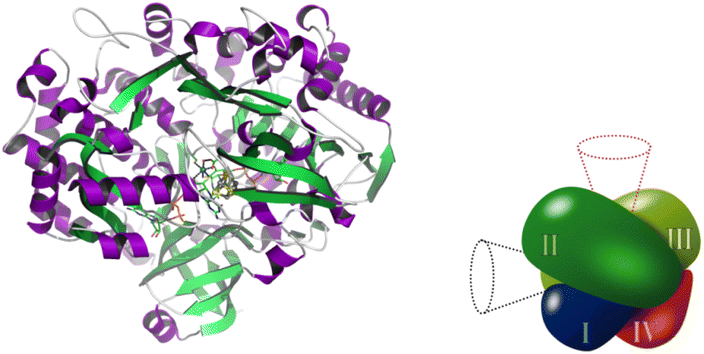 Acetylene hydratase: a non-redox enzyme with tungsten and iron–sulfur ...