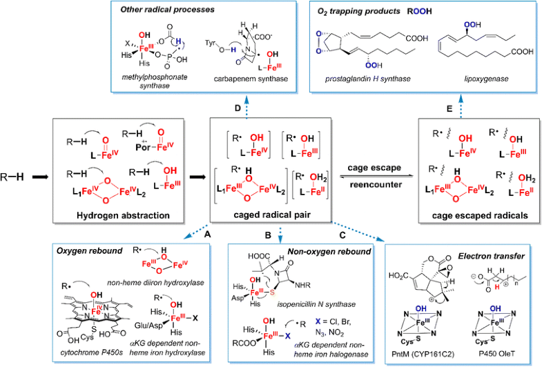 Beyond ferryl-mediated hydroxylation: 40 years of the rebound mechanism ...