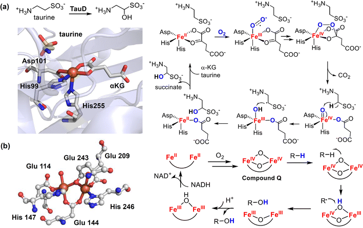 Beyond ferryl-mediated hydroxylation: 40 years of the rebound mechanism ...