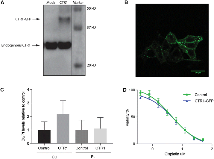 Interactions of cisplatin and the copper transporter CTR1 in human ...