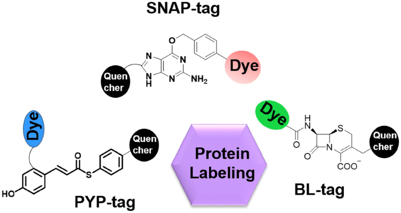 Development of an effective protein-labeling system based on smart ...