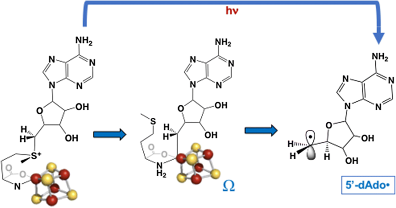 Radical SAM enzymes: surprises along the path to understanding ...