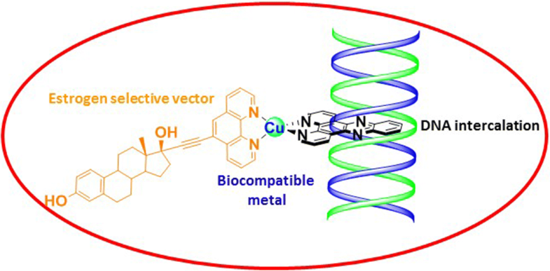 Anticancer activity, DNA binding and cell mechanistic studies of estrogen-functionalised Cu(II ...
