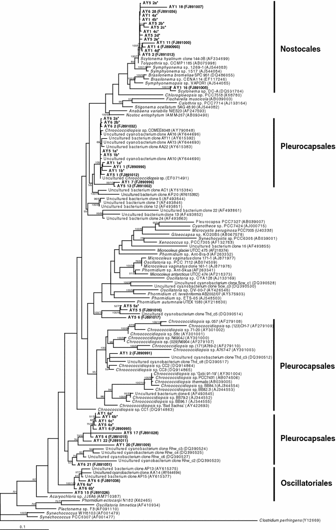 Cyanobacteria and chloroflexi-dominated hypolithic colonization of ...