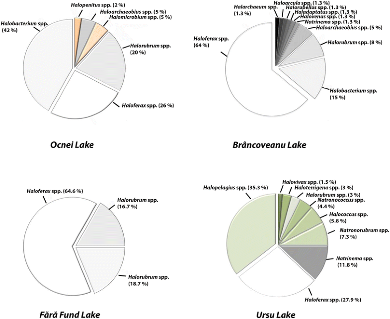 Culturable diversity of aerobic halophilic archaea (Fam ...