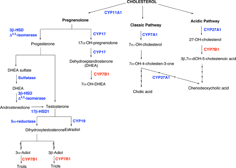 Comparative modeling of 25-hydroxycholesterol-7α-hydroxylase (CYP7B1 ...