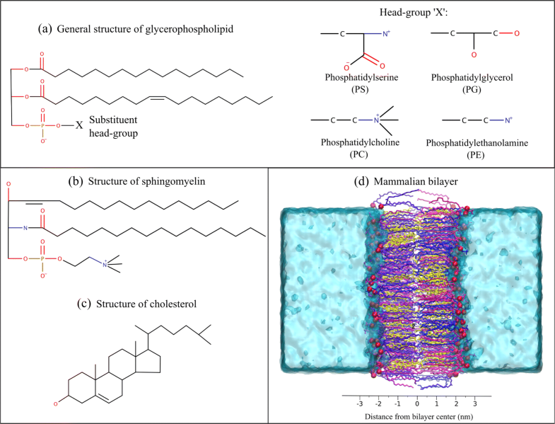 Physical properties of model biological lipid bilayers: insights from all-atom molecular ...