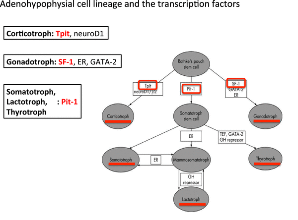 New WHO classification of pituitary adenomas (4th edition): assessment ...