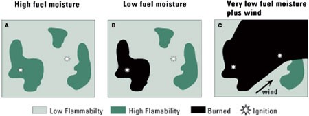 Ecological Thresholds: The Key to Successful Environmental Management ...