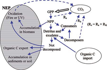 Is Net Ecosystem Production Equal to Ecosystem Carbon Accumulation ...