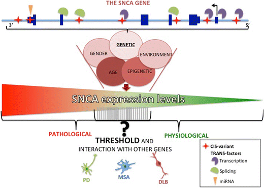 Up-regulation of SNCA gene expression: implications to ...