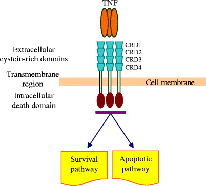 TNF-receptor-associated periodic syndrome (TRAPS): an autosomal ...