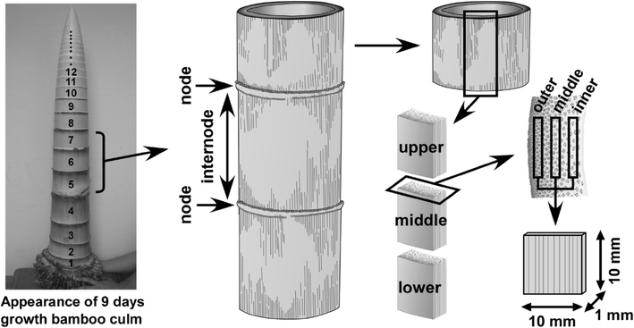 Changes in the cellulose crystallinity of moso bamboo cell walls during ...