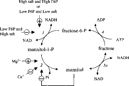 Salt-Regulated Mannitol Metabolism in Algae | SpringerLink