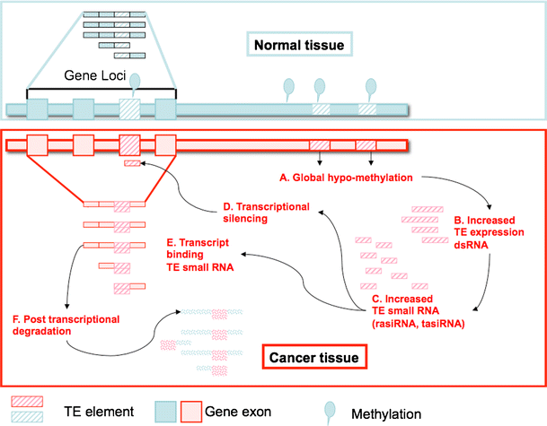 The transcript repeat element: the human Alu sequence as a component of ...