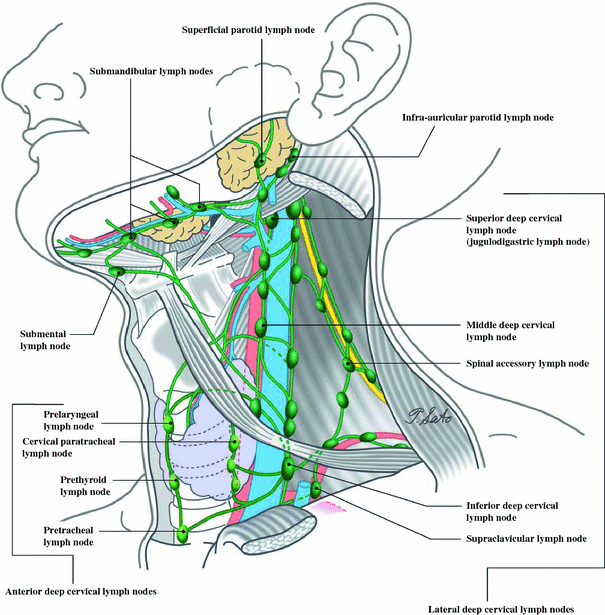 Update on the classification and nomenclature system for neck ...