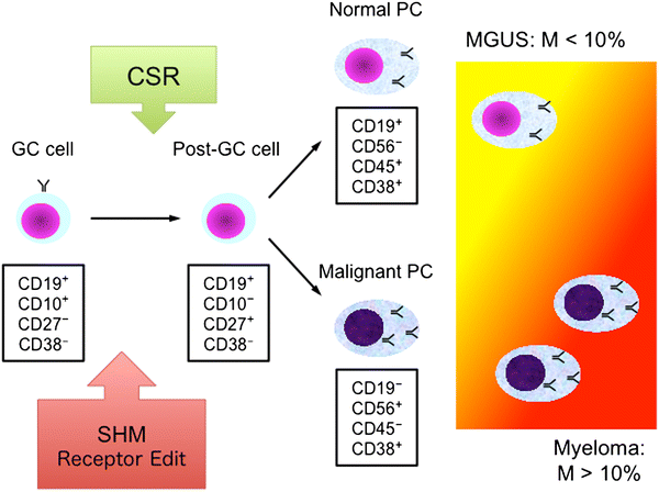 Molecular pathogenesis of multiple myeloma | SpringerLink