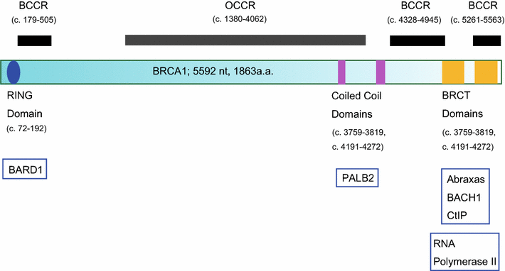 BRCA1 gene: function and deficiency | SpringerLink