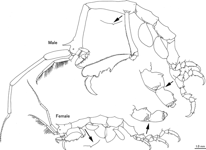 Description of two species of Caprella (Crustacea: Amphipoda ...