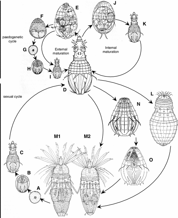 First record of Loricifera from the Iberian Peninsula, with the ...