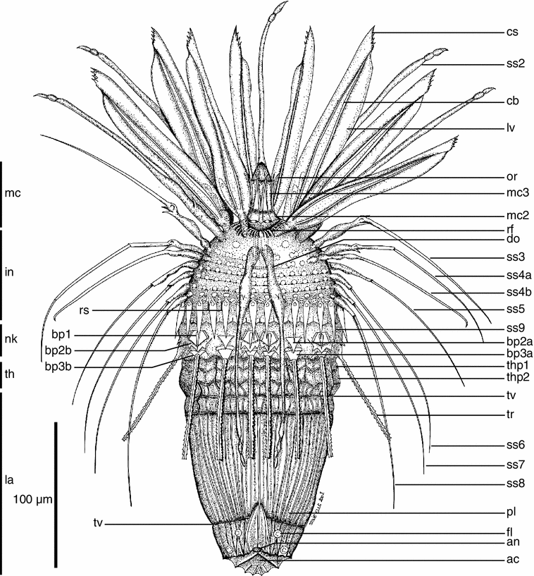 First record of Loricifera from the Iberian Peninsula, with the ...