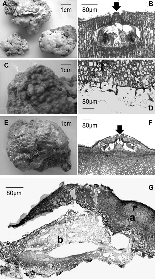 Succession of crustose coralline red algae (Rhodophyta) on coralgal ...