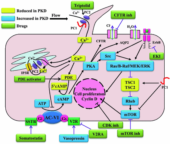 Autosomal dominant polycystic kidney disease: recent advances in ...