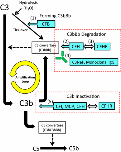 C3 glomerulopathy and current dilemmas | SpringerLink