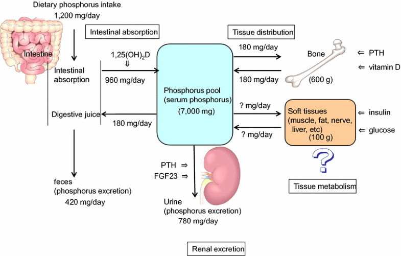 Management of phosphorus load in CKD patients | SpringerLink