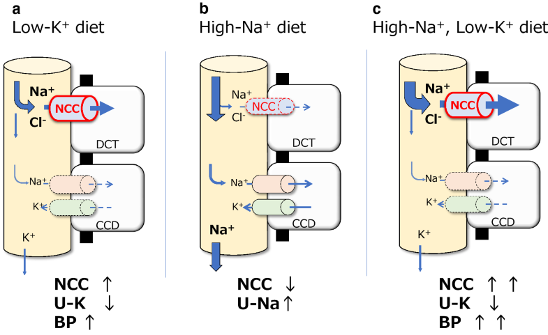 Clinical importance of potassium intake and molecular mechanism of ...