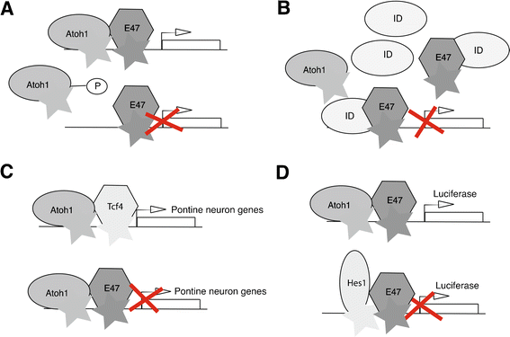 Atoh1, an Essential Transcription Factor in Neurogenesis and Intestinal ...