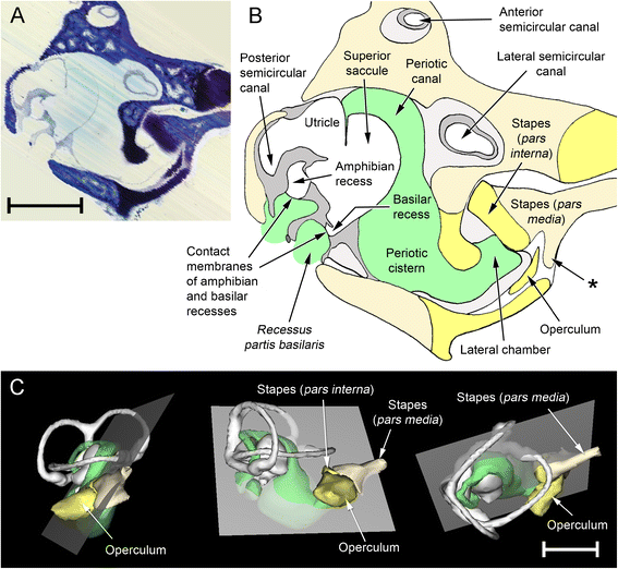 The Frog Inner Ear: Picture Perfect? | SpringerLink