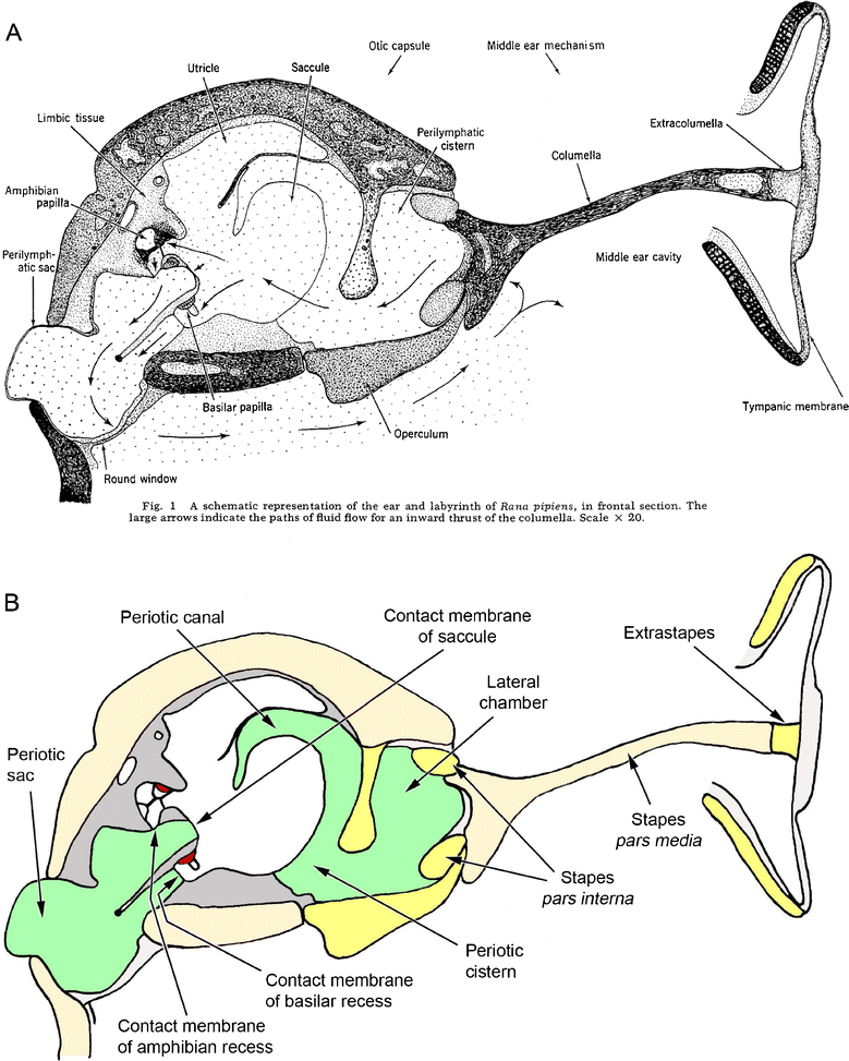 The Frog Inner Ear: Picture Perfect? | SpringerLink