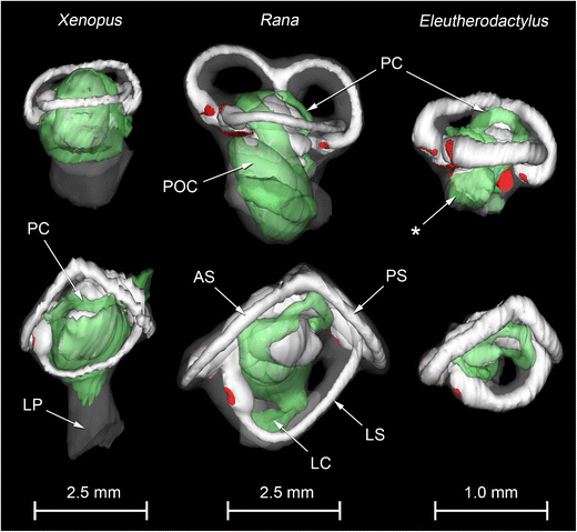 The Frog Inner Ear: Picture Perfect? | SpringerLink