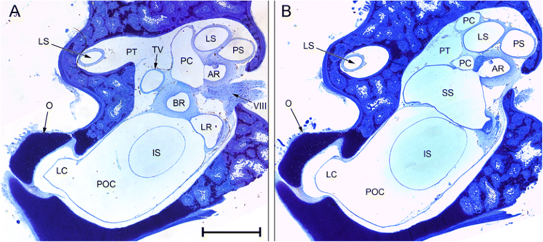 The Frog Inner Ear: Picture Perfect? | SpringerLink