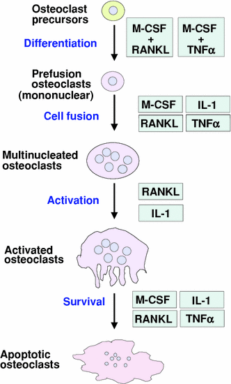 Regulation of osteoclast function | SpringerLink