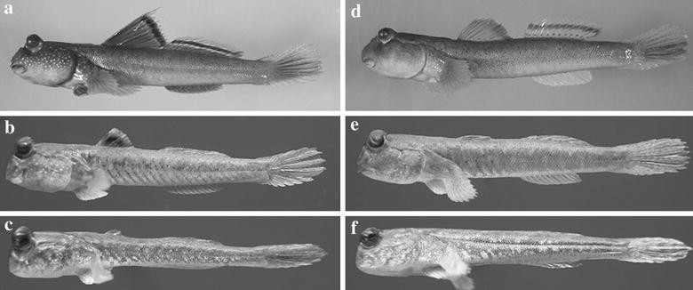 Lifestyle of Korean mudskipper Periophthalmus magnuspinnatus with ...