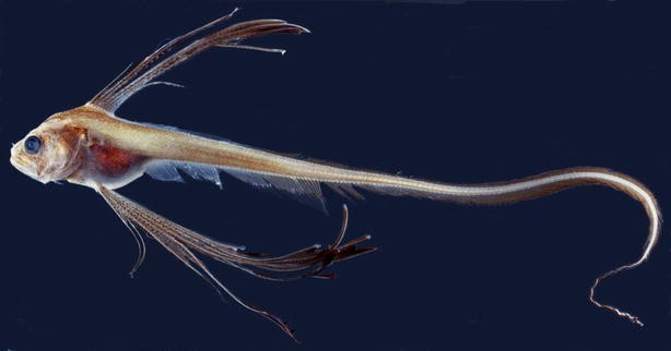 A larva of Coryphaenoides pectoralis (Gadiformes: Macrouridae ...