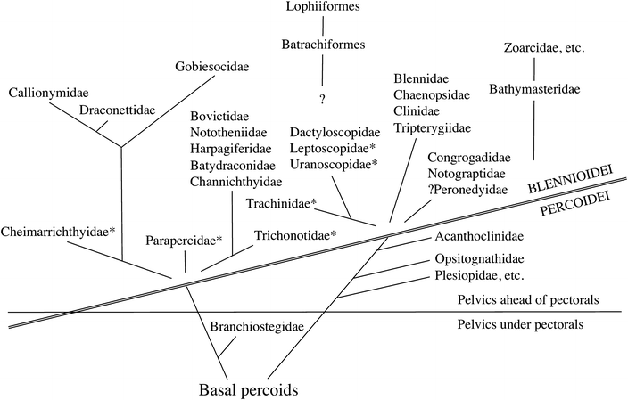 An overview of the phylogenetic relationships of the suborder ...