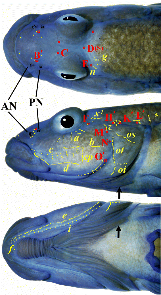 Redescription of Rhinogobius similis Gill 1859 (Gobiidae: Gobionellinae ...