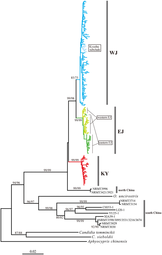 Phylogeography of Opsariichthys platypus in Japan based on ...