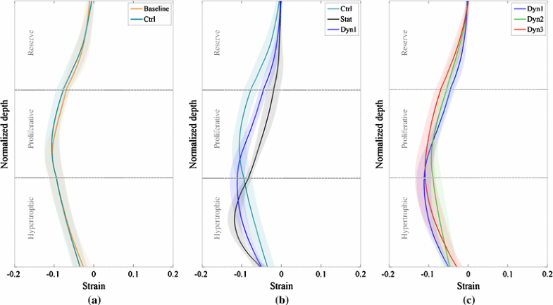 Growth plate cartilage shows different strain patterns in response to ...