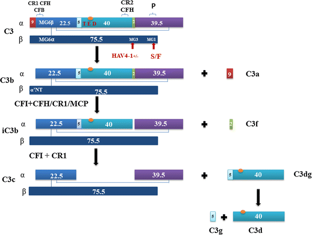 The role of the alternative pathway of complement activation in ...