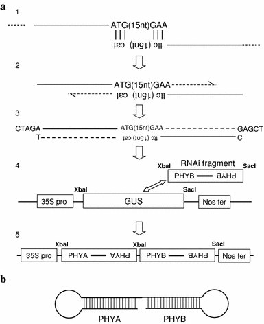 Simple construction of plant RNAi vectors using long oligonucleotides ...