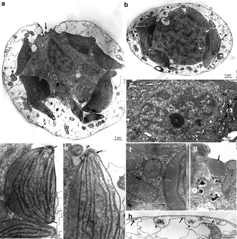Phylogeny and taxonomy of the Raphidophyceae (Heterokontophyta) and ...