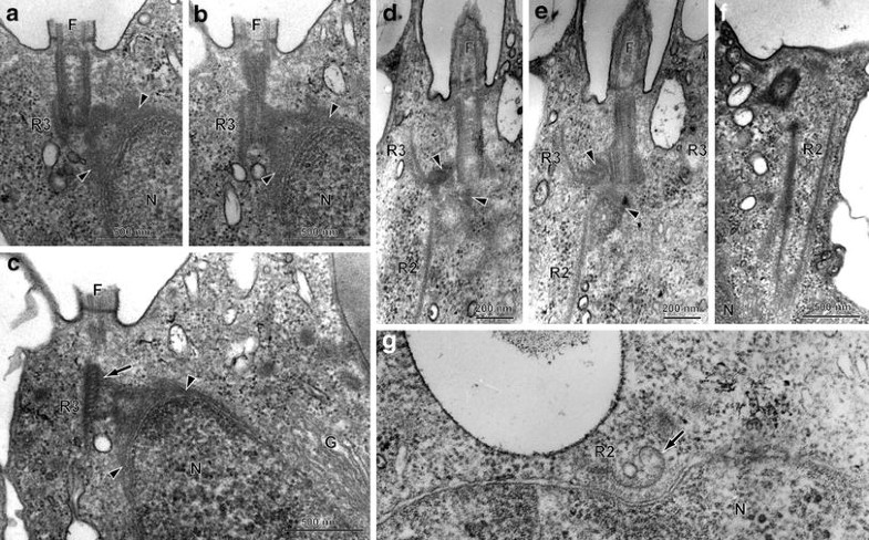 Phylogeny and taxonomy of the Raphidophyceae (Heterokontophyta) and ...