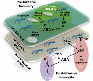 The roles of ABA in plant–pathogen interactions | SpringerLink