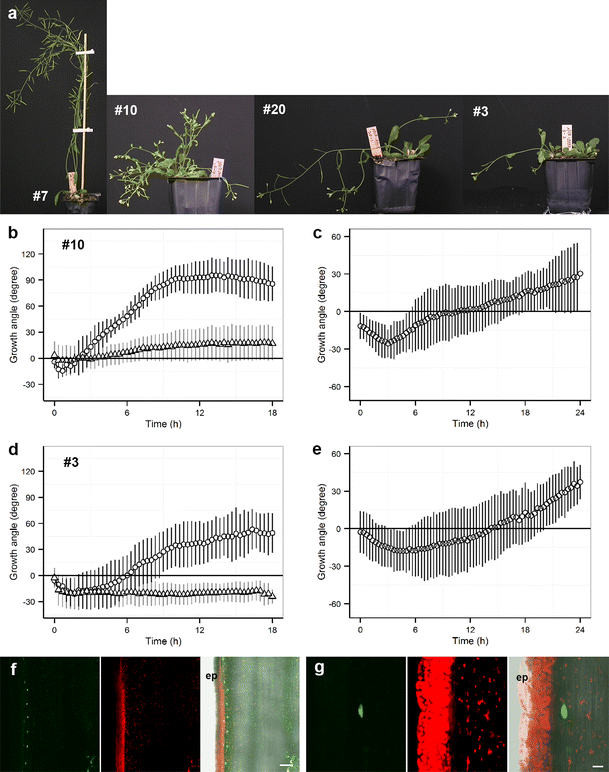 Light-dependent gravitropism and negative phototropism of inflorescence ...