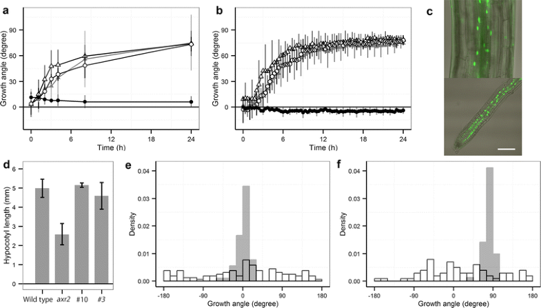 Light-dependent gravitropism and negative phototropism of inflorescence ...